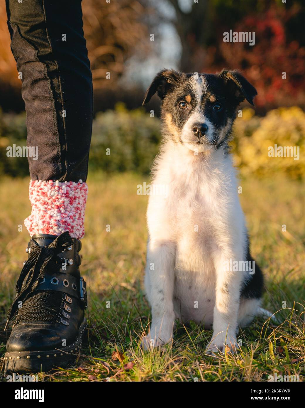 A Border Collie sitting near female foot and looking at camera Stock ...