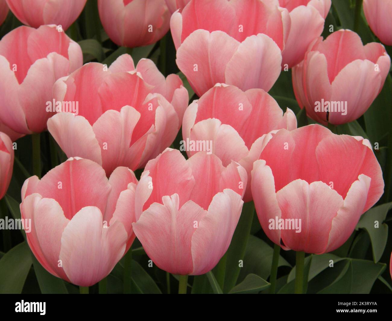 Pink Darwin Hybrid tulips (Tulipa) Salmon Impression bloom in a garden ...