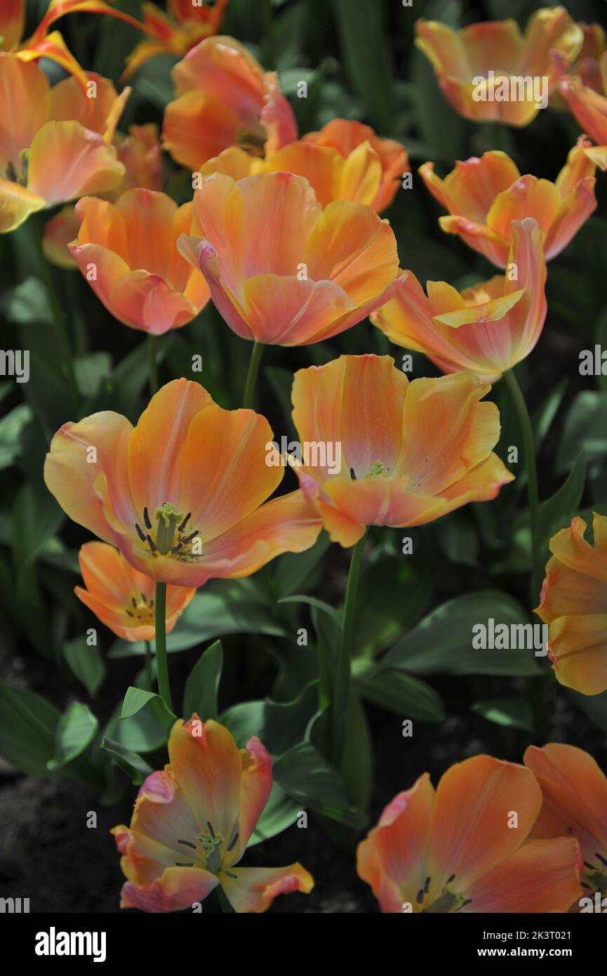 Orange Triumph tulips (Tulipa) Salmon Pearl bloom in a garden in April ...