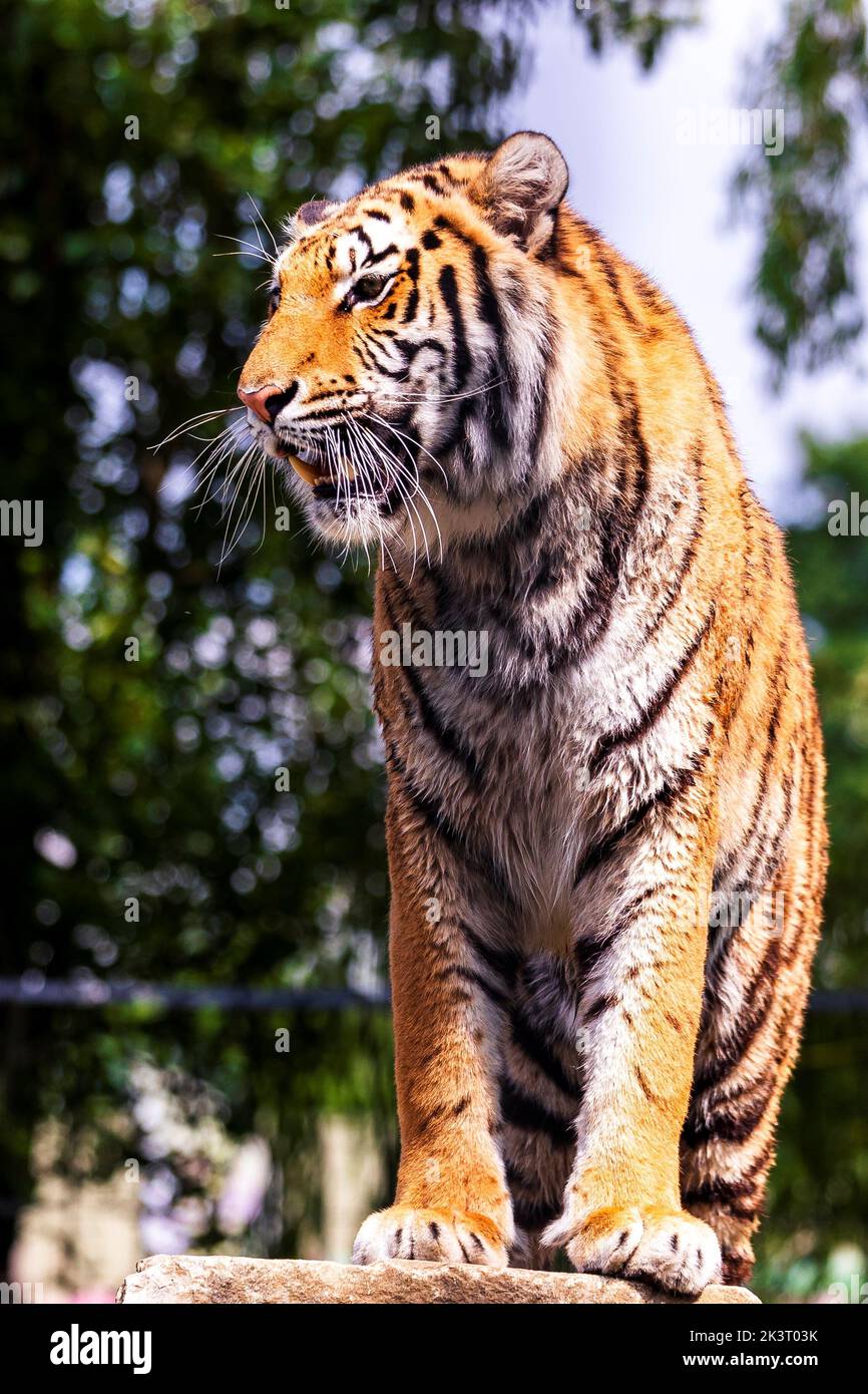 A portrait of a siberian tiger standing on a rock. The striped ...