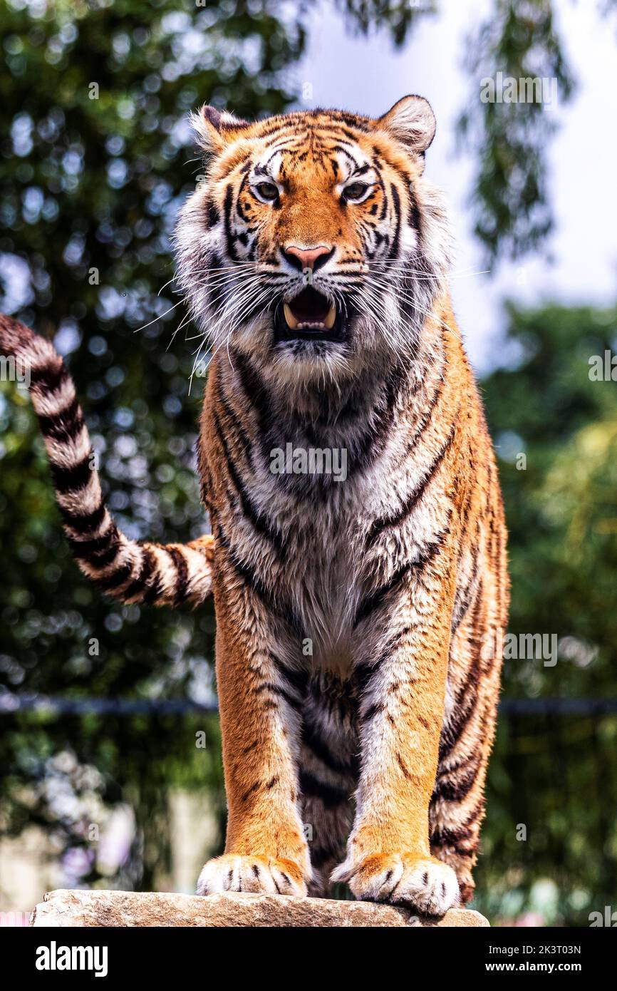 A glorious portrait of a siberian tiger standing proud on a rock. The ...