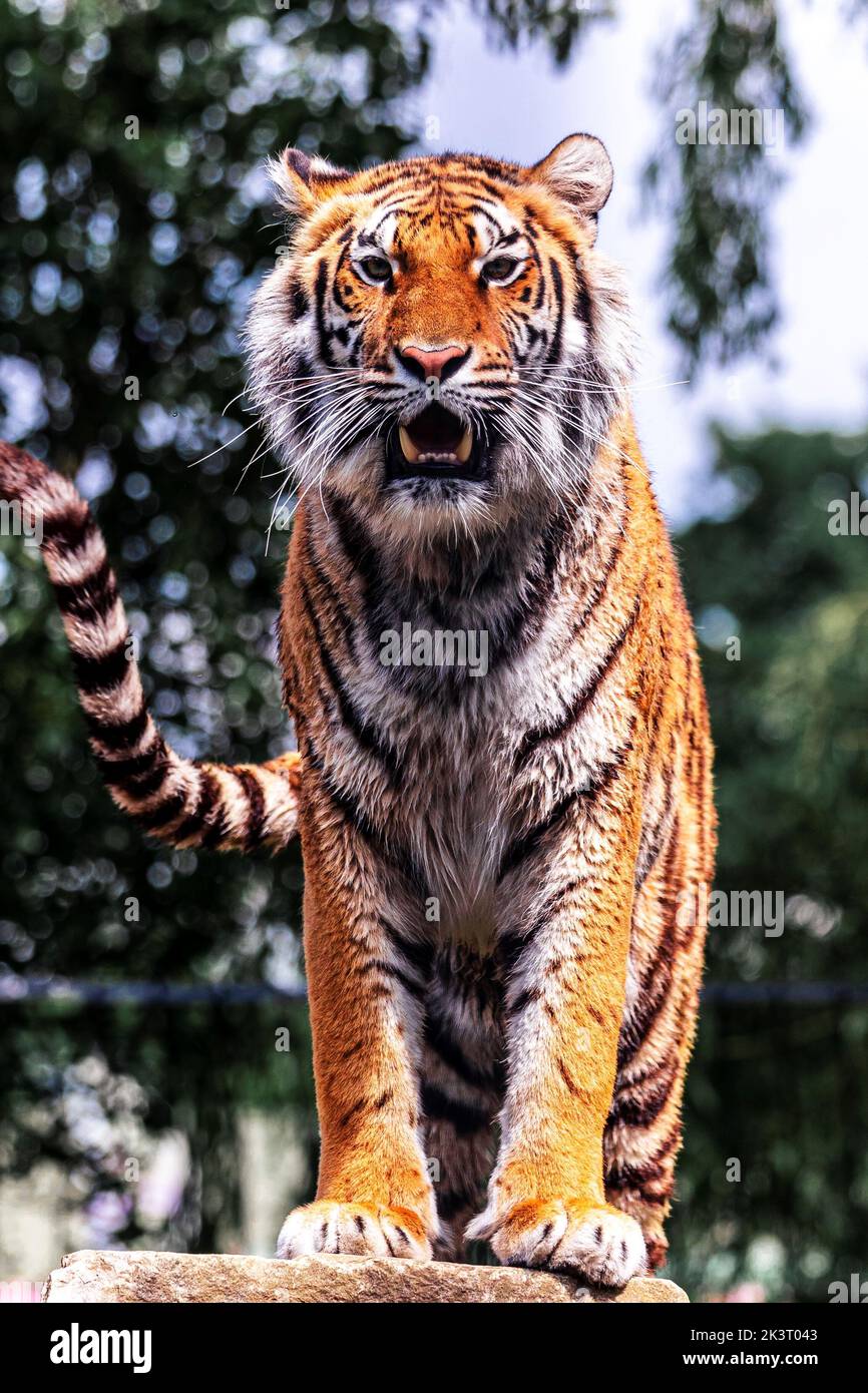 A portrait of a siberian tiger standing proud on a rock. The striped ...