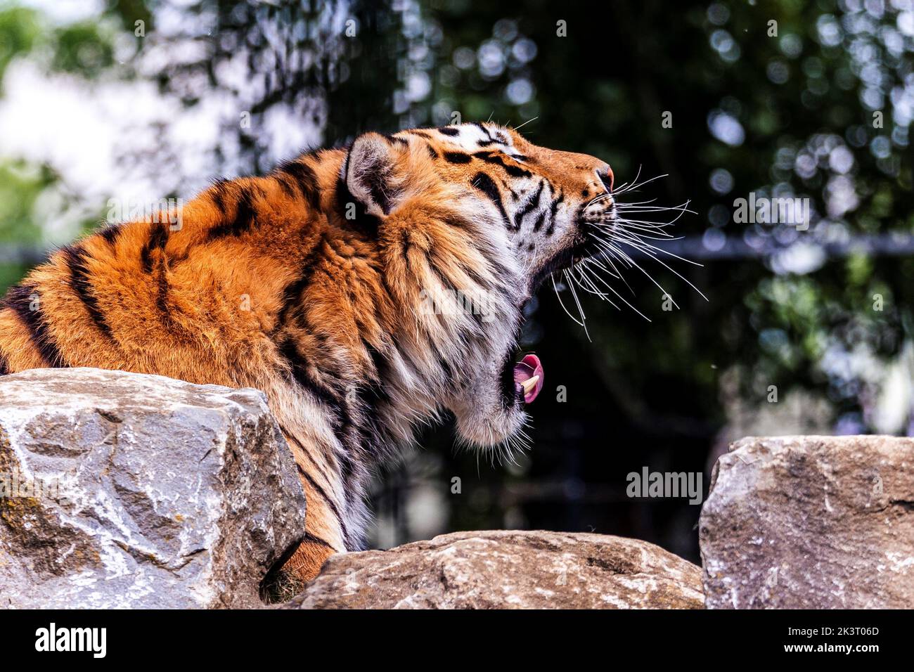 A portrait of a yawning siberian tiger. The dangerous predator is lying ...