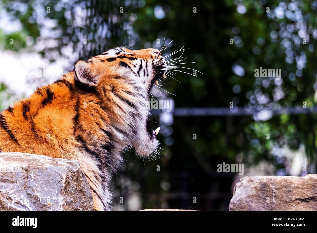 Big Cats That Look Like Tigers