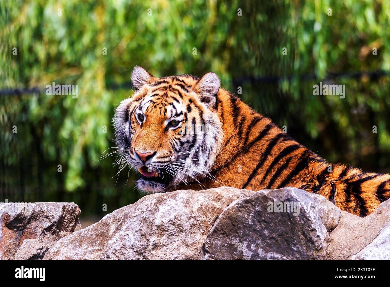 A portrait of a dangerous siberian tiger lying behind a rock and ...