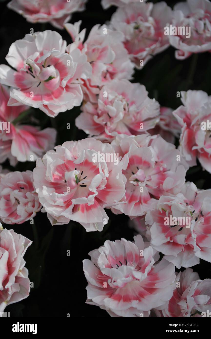 Red and white peony-flowered Double Early tulips (Tulipa) Sambuca bloom ...