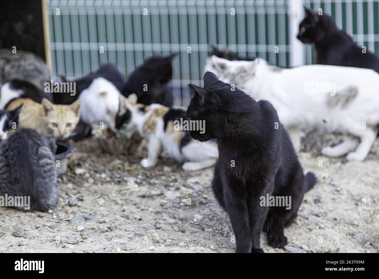 Animals that have plague hi-res stock photography and images - Alamy