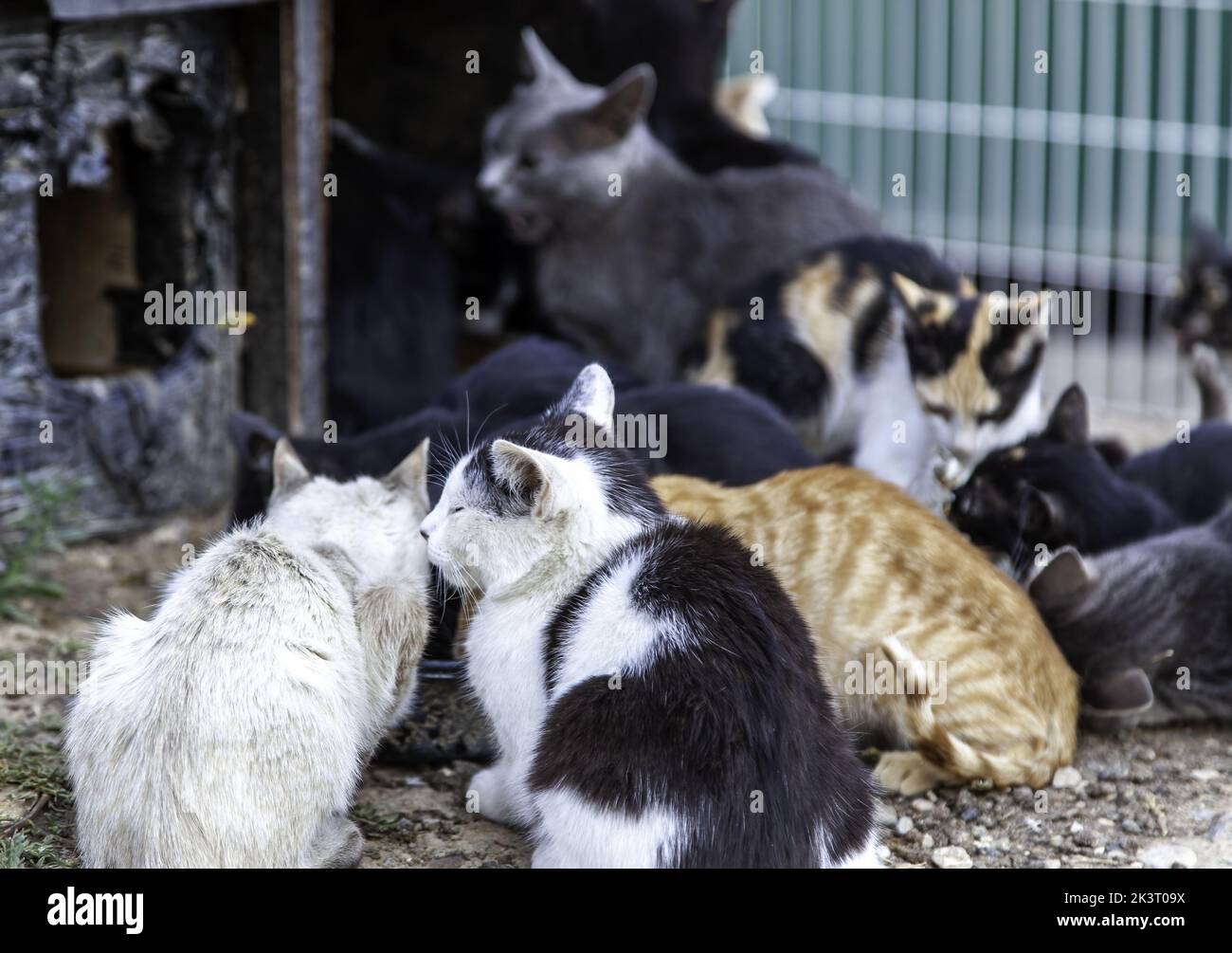 Feline colony in the street, abandoned wild animals, plague Stock Photo ...
