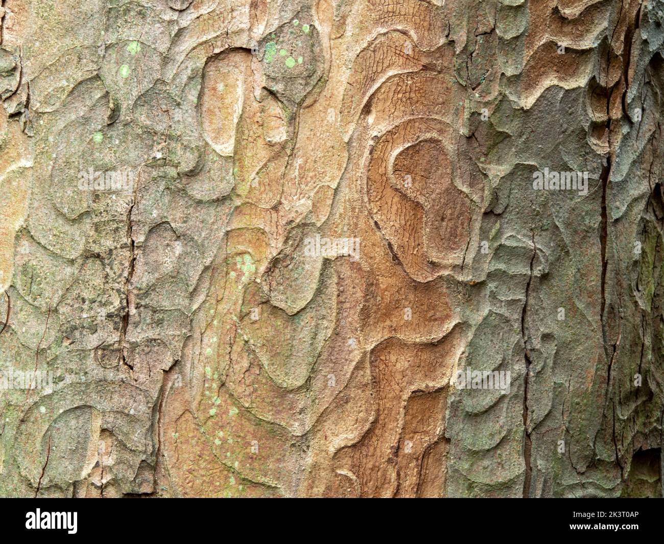 Tree bark pattern for background and texture Stock Photo - Alamy