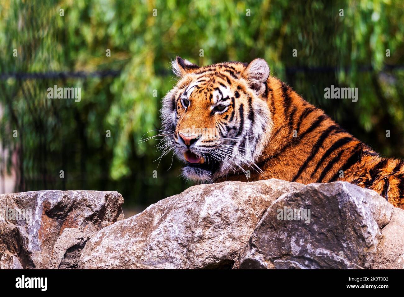 A portrait of a siberian tiger lying behind a rock and actively searching for some prey. The ...