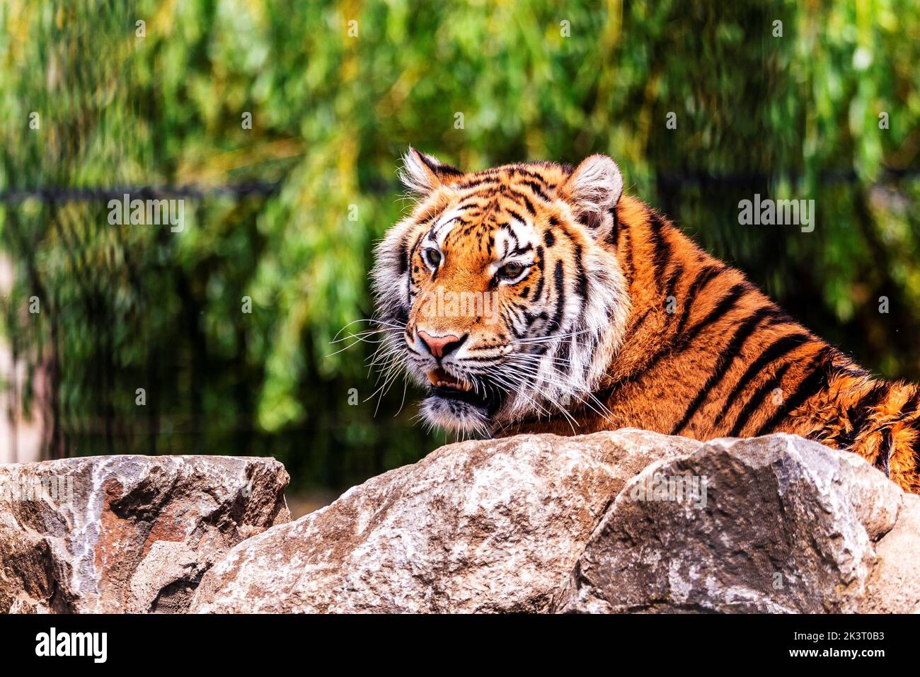 A wide portrait of a siberian tiger lying behind a rock and actively ...