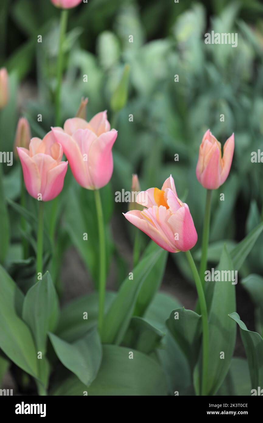 Apricot-pink Triumph tulips (Tulipa) Sanne bloom in a garden in March ...