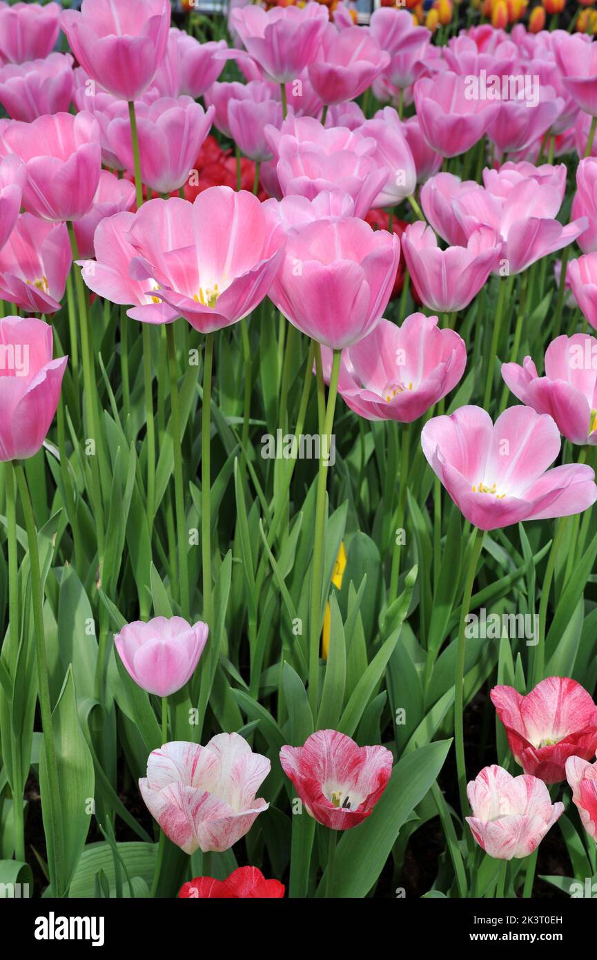 Pink Single Late tulips (Tulipa) Sauternes bloom in a garden in April ...