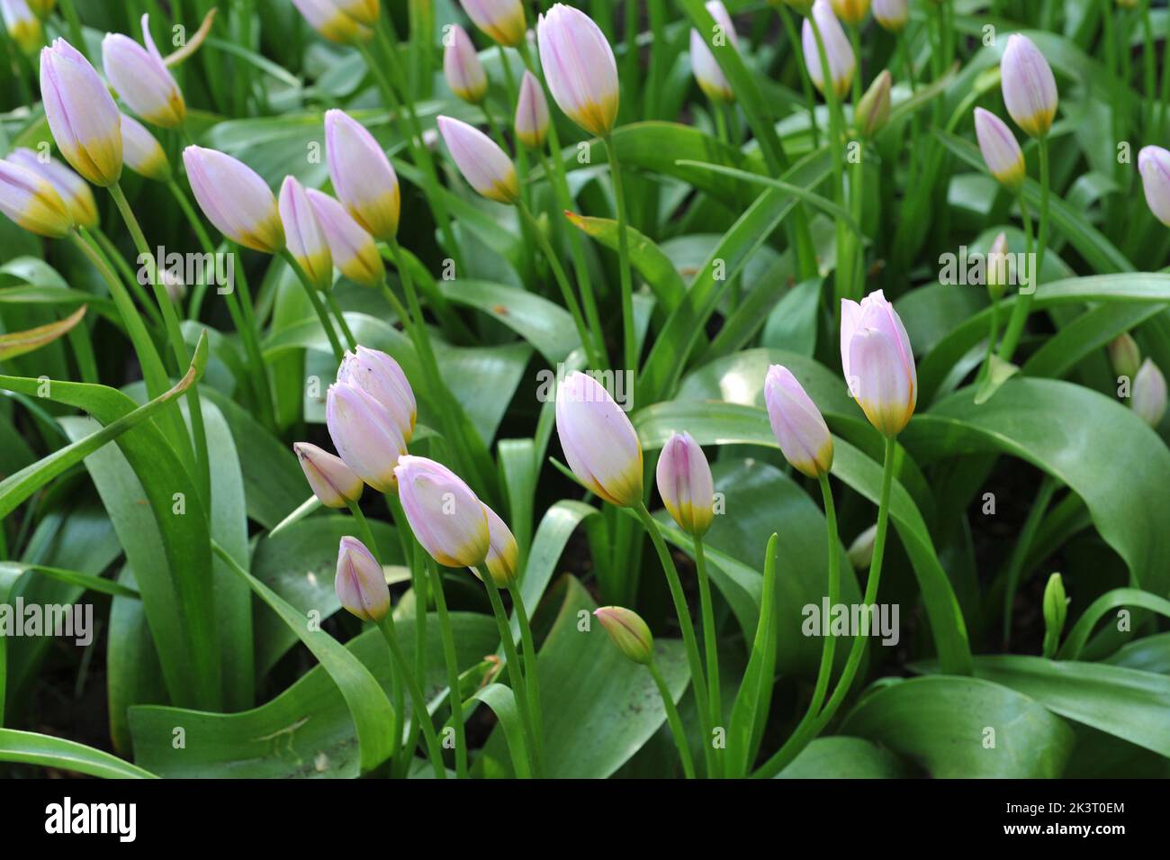 Pink Miscellaneous candia tulips (Tulipa saxatilis) bloom in a garden ...