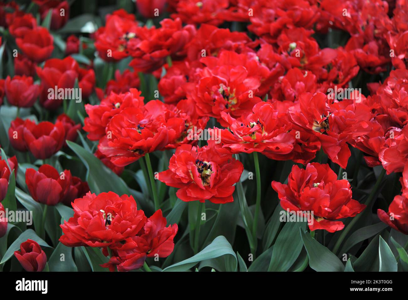 Red peony-flowered Double Early tulips (Tulipa) Scarlet Verona bloom in ...