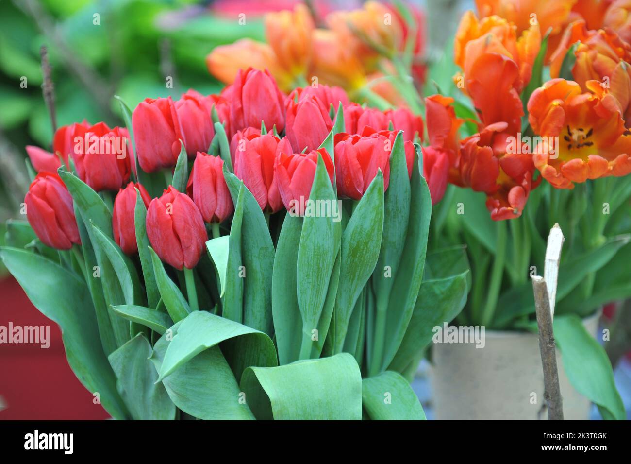 A bouquet of red Triumph tulips (Tulipa) Seadov bloom in a garden in ...