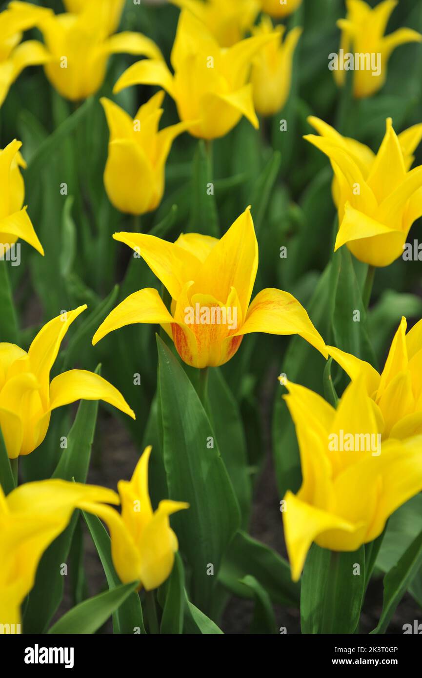 Yellow lily-flowered tulips (Tulipa) Seattle bloom in a garden in April ...