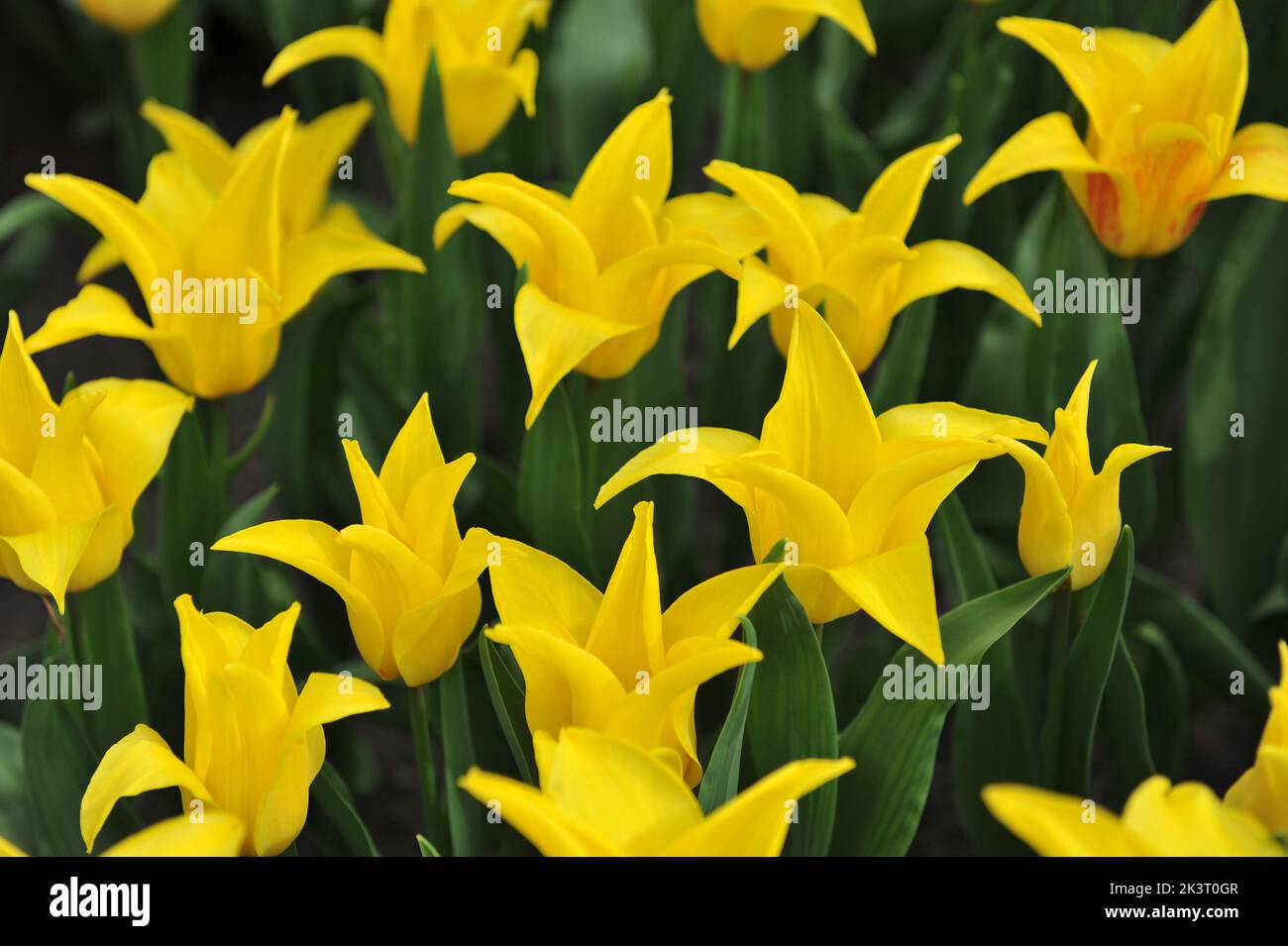 Yellow lily-flowered tulips (Tulipa) Seattle bloom in a garden in April ...