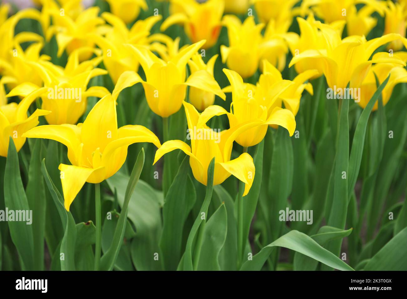 Yellow lily-flowered tulips (Tulipa) Seattle bloom in a garden in April ...