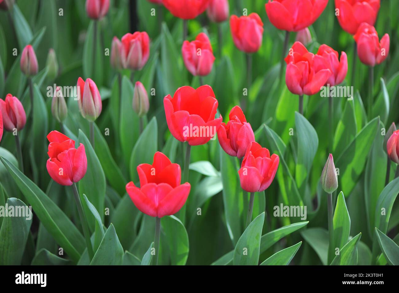 Red Triumph tulips (Tulipa) Second Love bloom in a garden in March ...