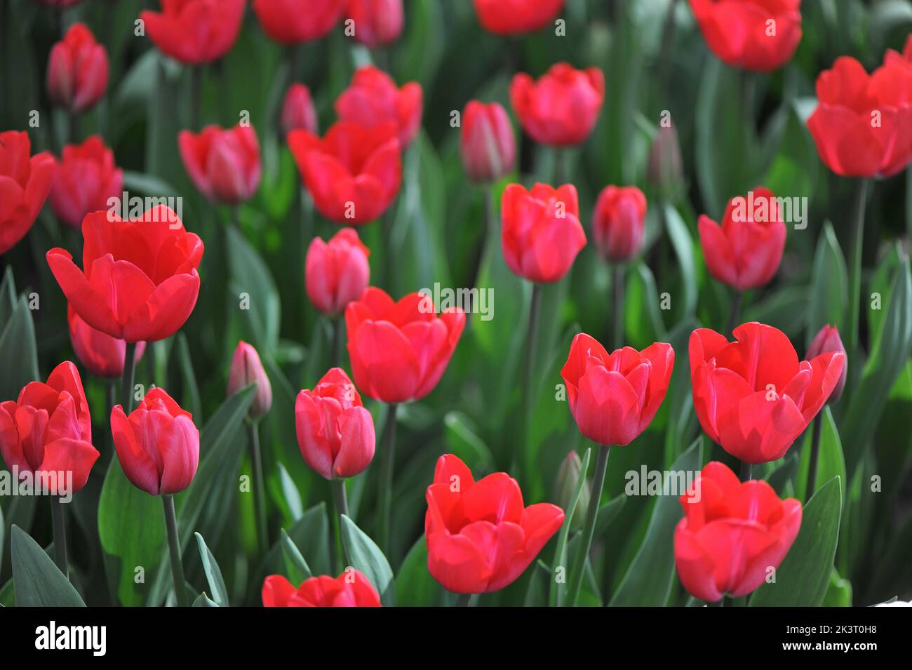 Red Triumph tulips (Tulipa) Second Love bloom in a garden in March ...