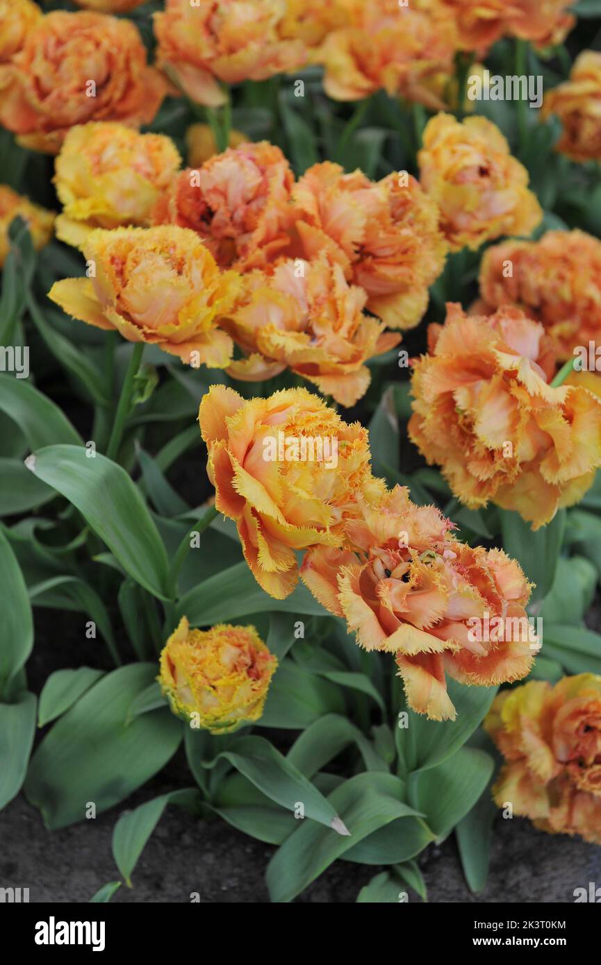 Orange peony-flowered double Fringed tulips (Tulipa) Sensual Touch ...