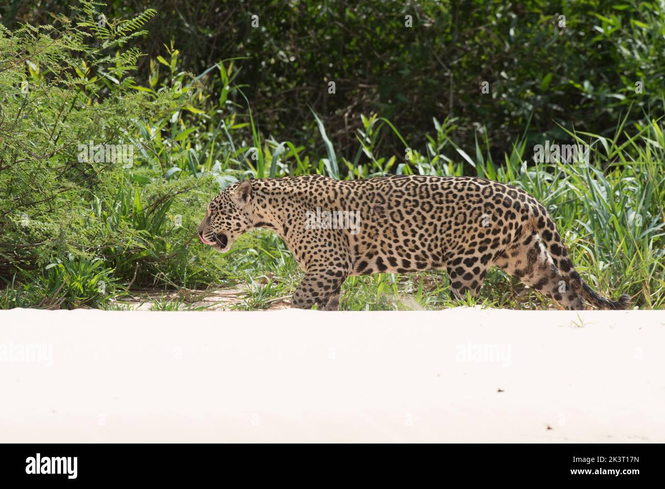 Panthera onca.Pantanal Brazil Stock Photo - Alamy