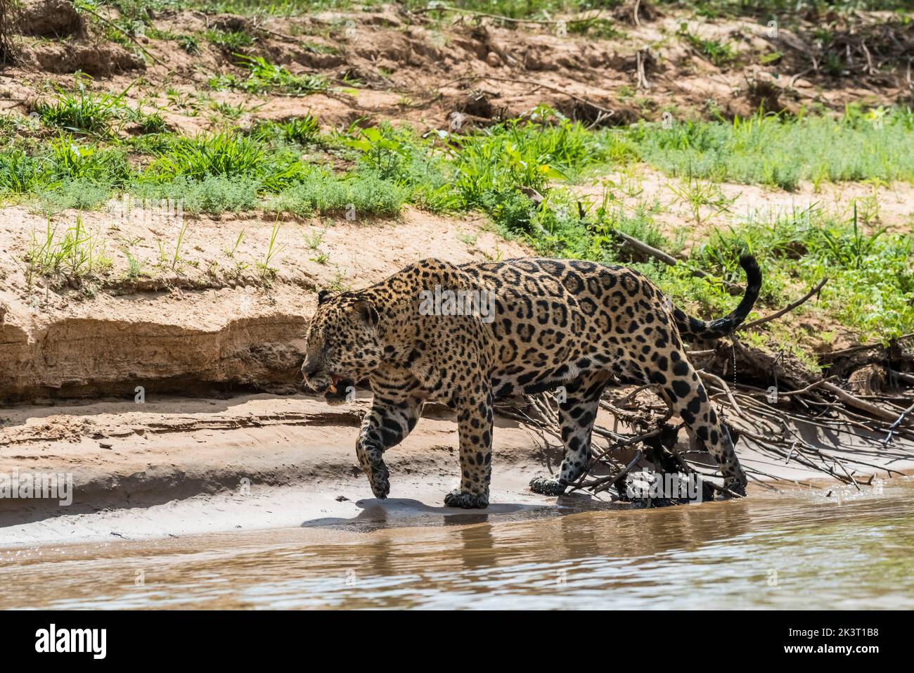 Panthera onca.Pantanal Brazil Stock Photo - Alamy