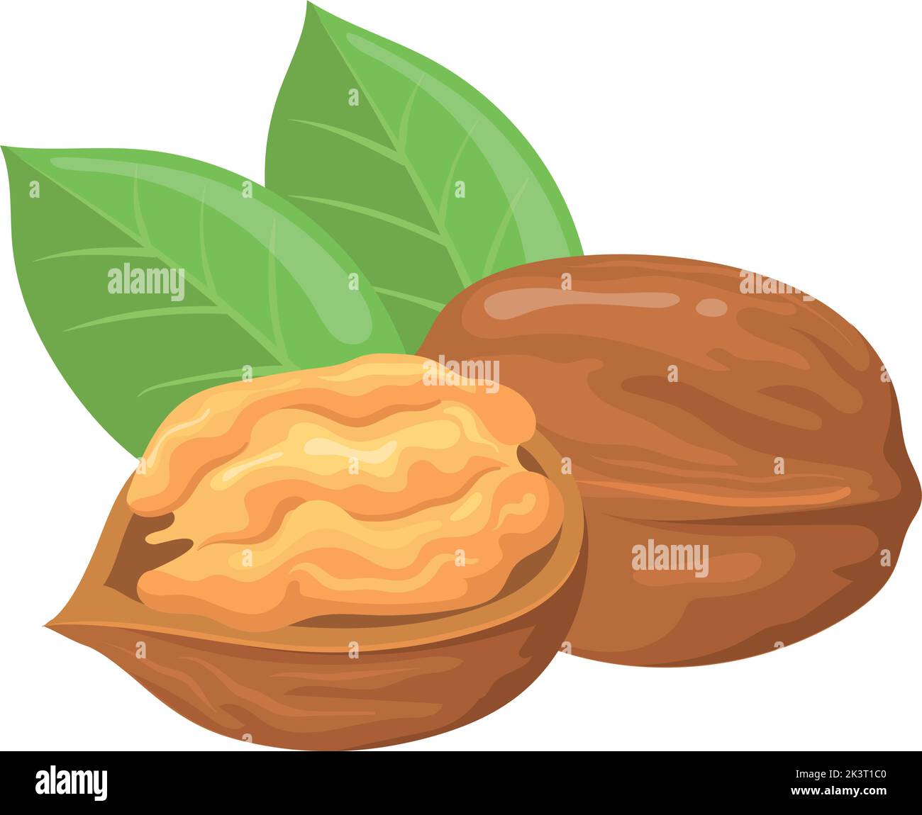 Walnut icon. Whole and open nuts. Healthy food isolated on white ...