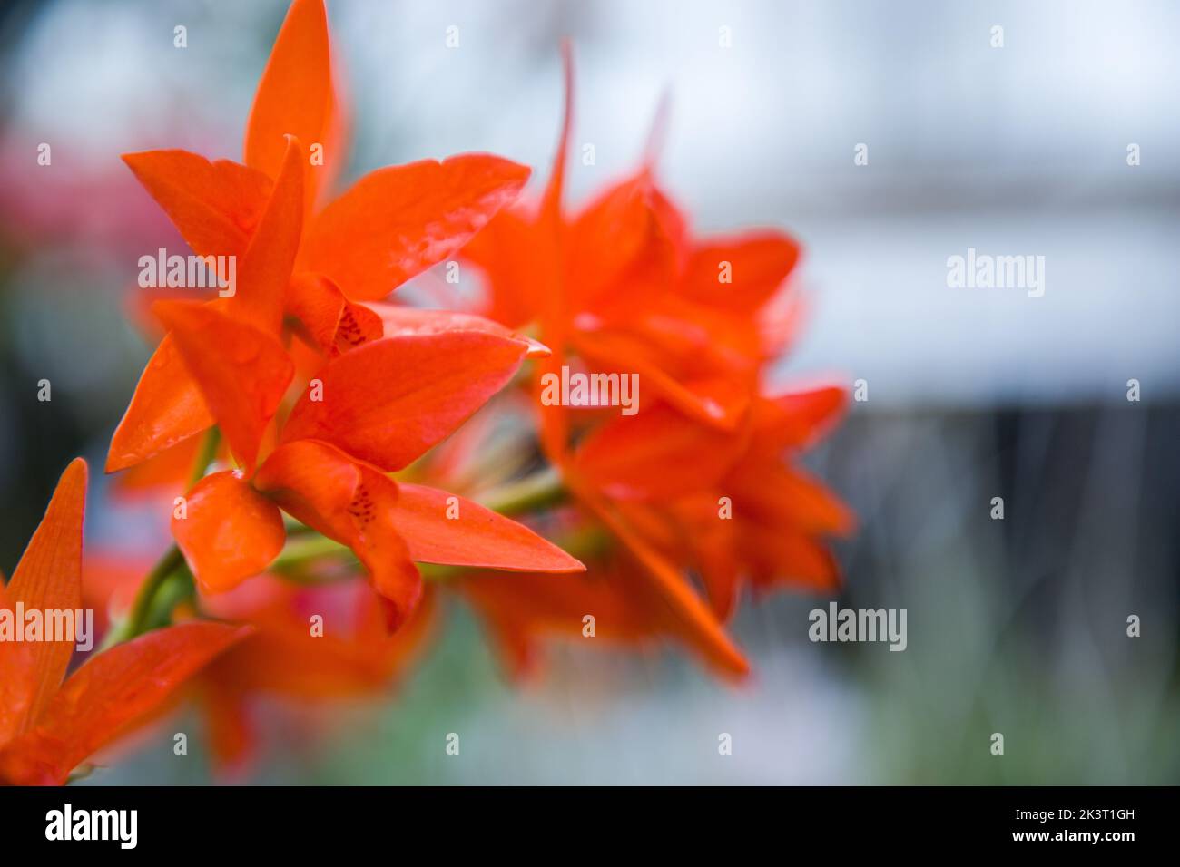 A closeup shot of an orange orchid Stock Photo - Alamy