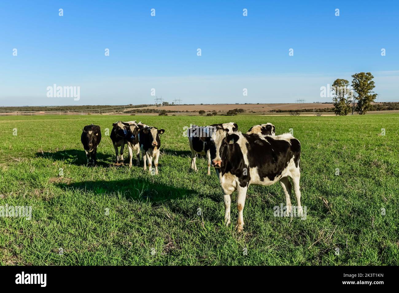 Cattle in Pampas landscape, La Pampa, Argentina Stock Photo - Alamy