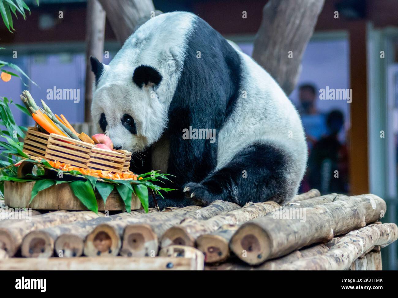 Chiang Mai, Thailand. 28th Sep, 2022. A Chinese giant female panda 'Lin ...