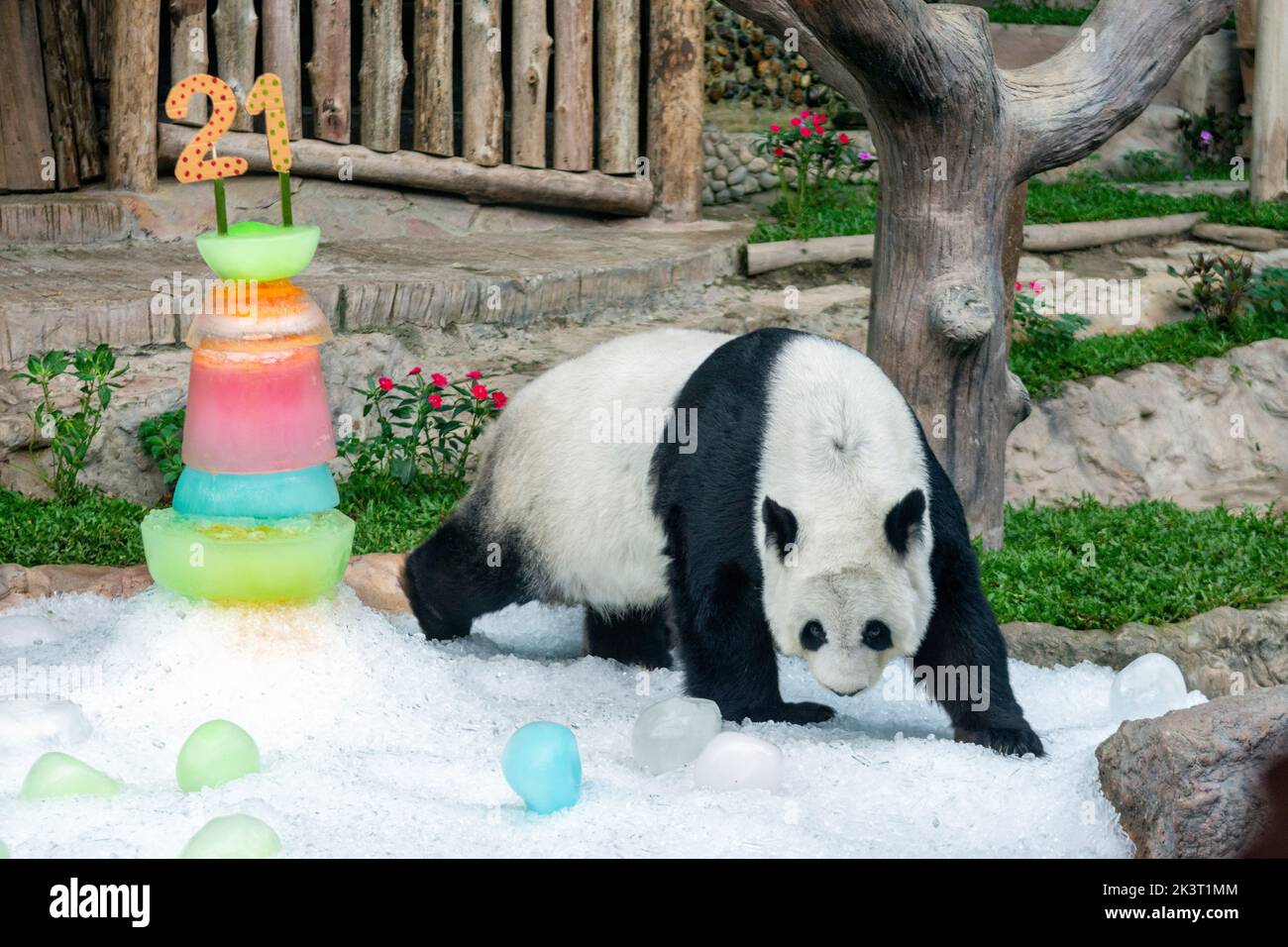 Chiang Mai, Thailand. 28th Sep, 2022. A Chinese giant female panda 'Lin ...