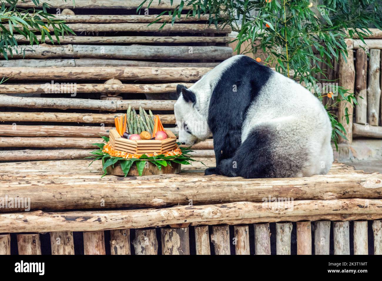 Chiang Mai, Thailand. 28th Sep, 2022. A Chinese giant female panda 'Lin ...