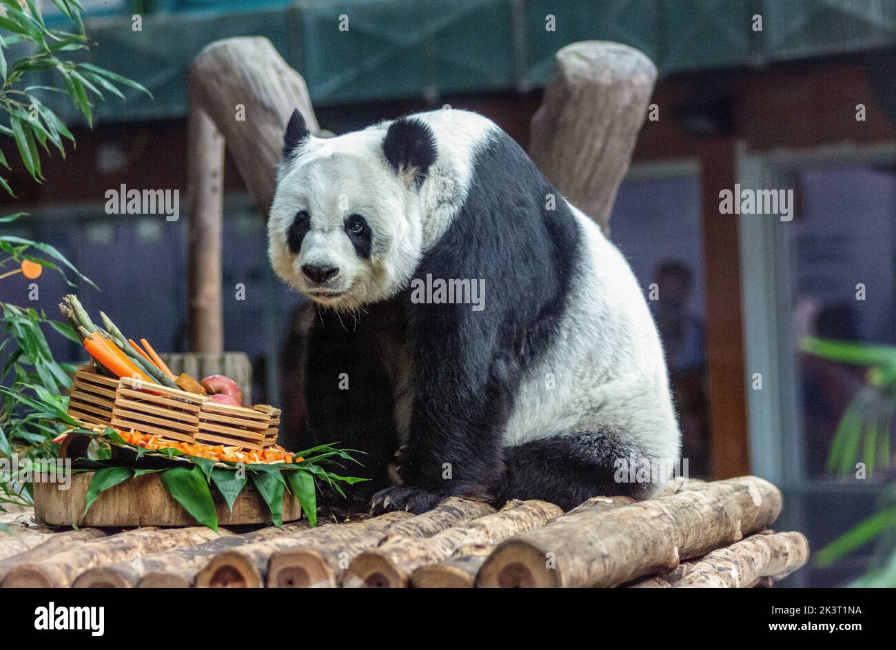 Chiang Mai, Thailand. 28th Sep, 2022. A Chinese giant female panda 'Lin ...