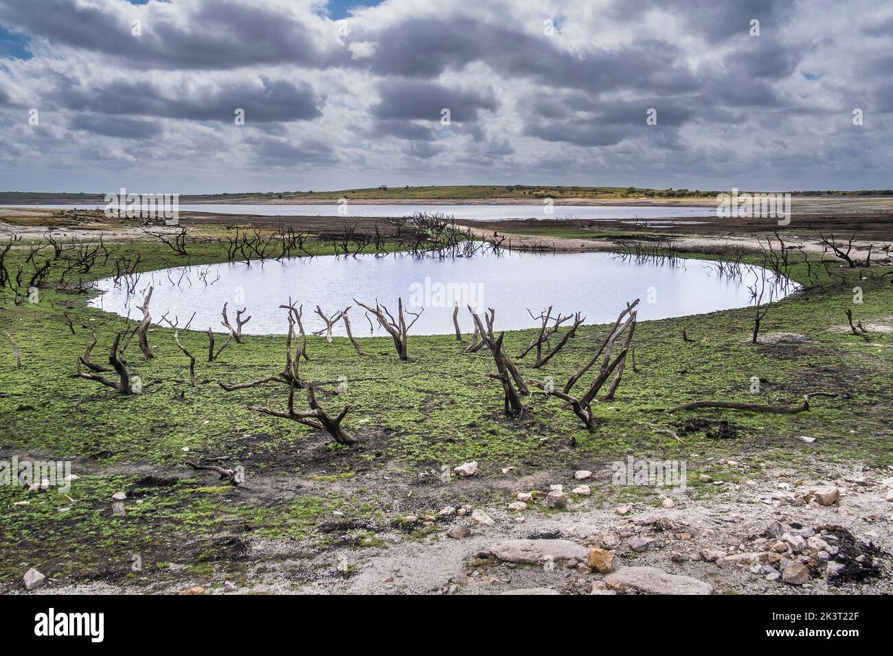 The remains of skeletal dead trees in and around a small man-made pond ...