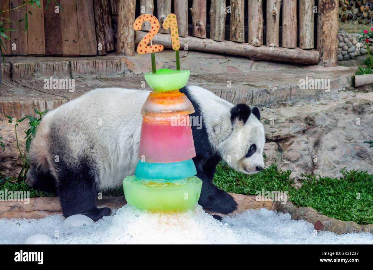 A Chinese giant female panda 'Lin Hui' is seen next to her birthday ...