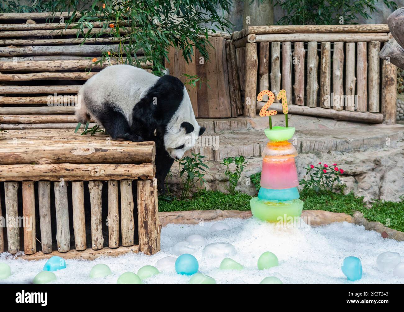 A Chinese giant female panda 'Lin Hui' goes over to her birthday cake ...