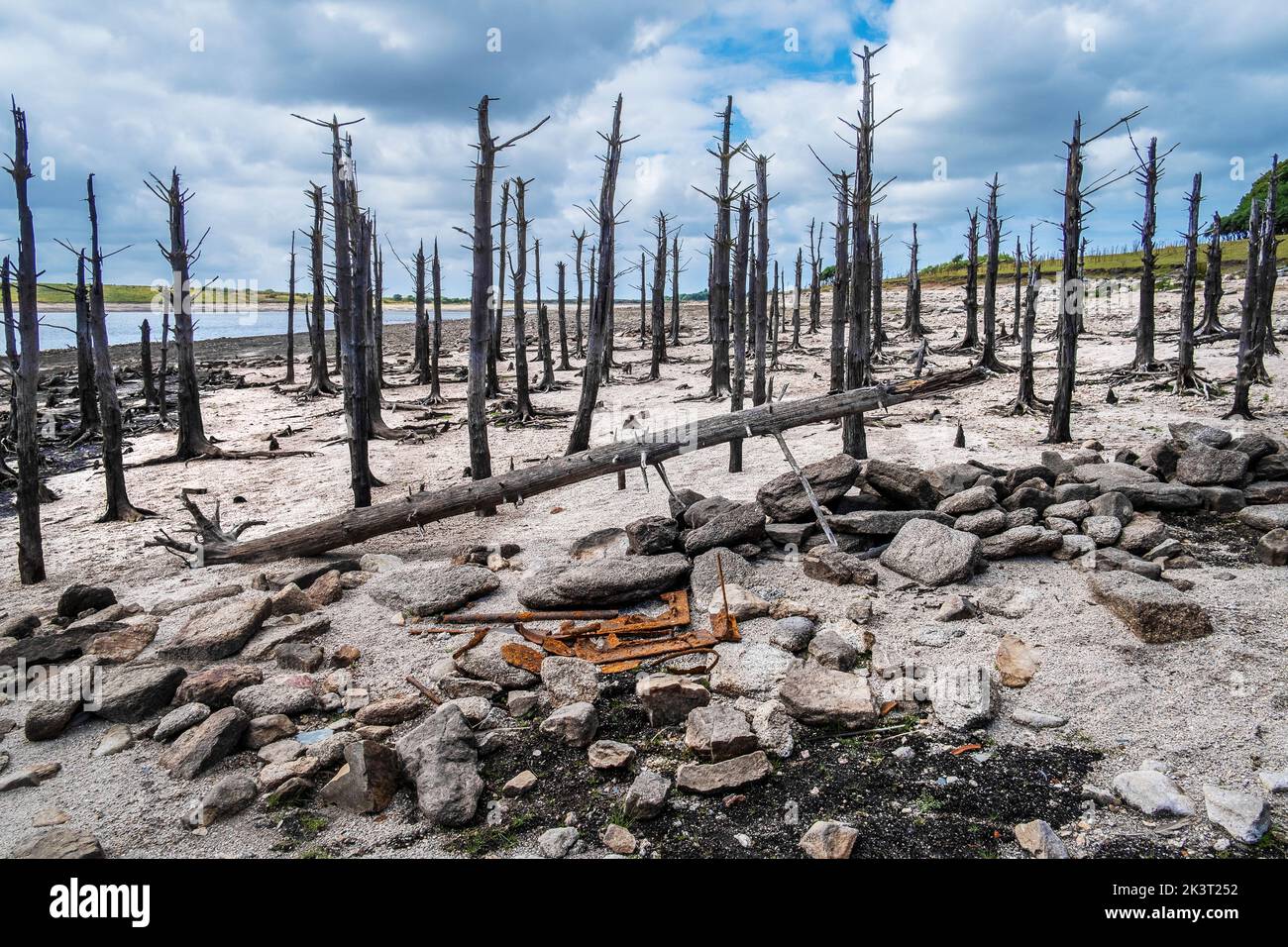 A stand of old dead skeletal trees and stones from old man-made ...