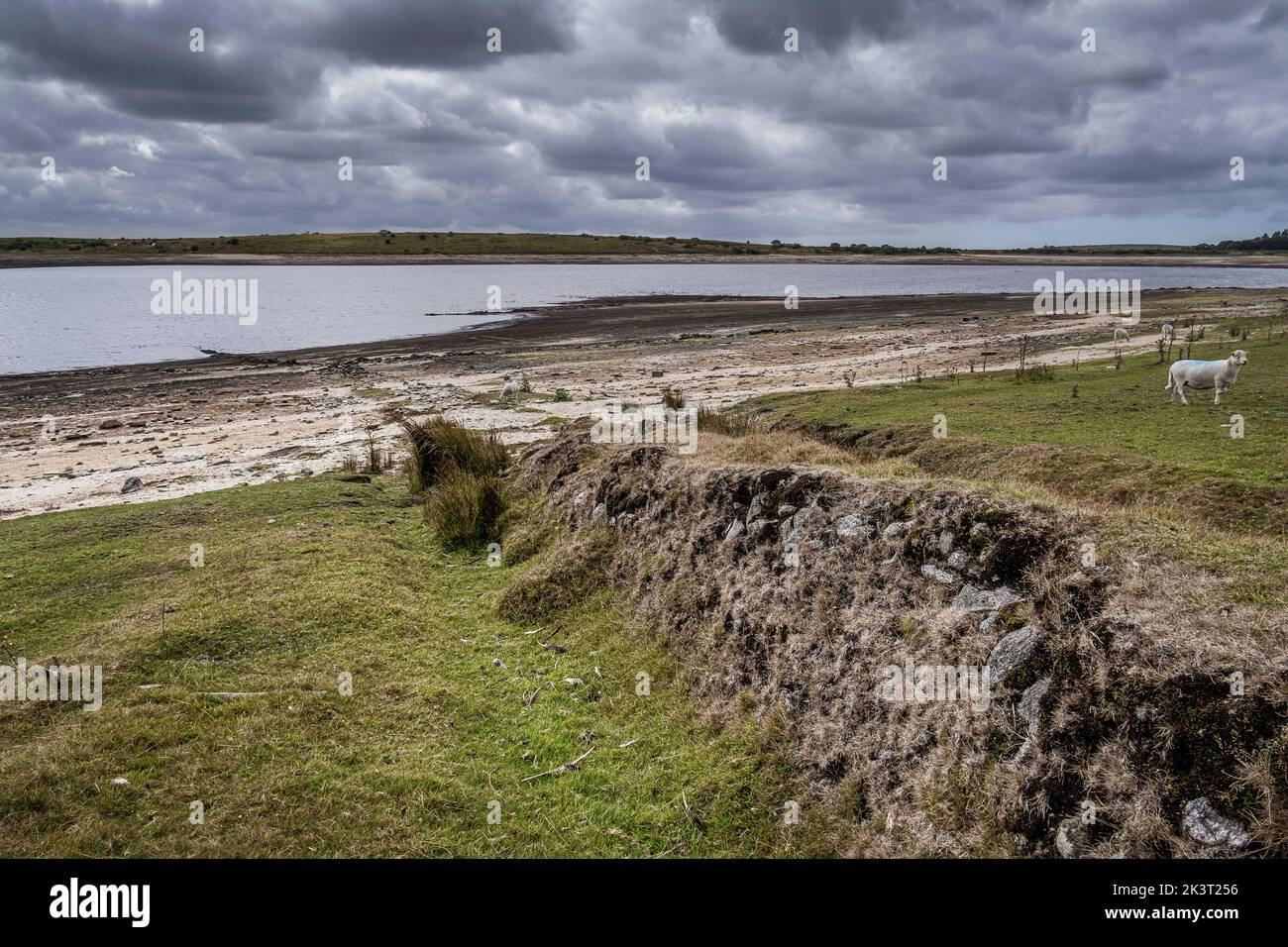The remains of an old Cornish hedge exposed by falling water levels ...