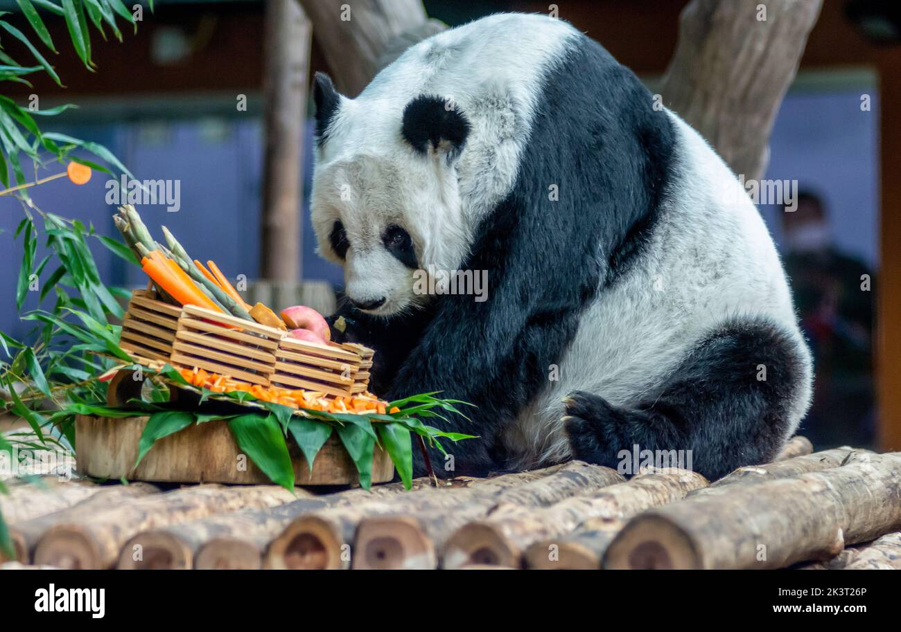 Thailand - 28 Sept 2022, A Chinese giant female panda 'Lin Hui' sits ...
