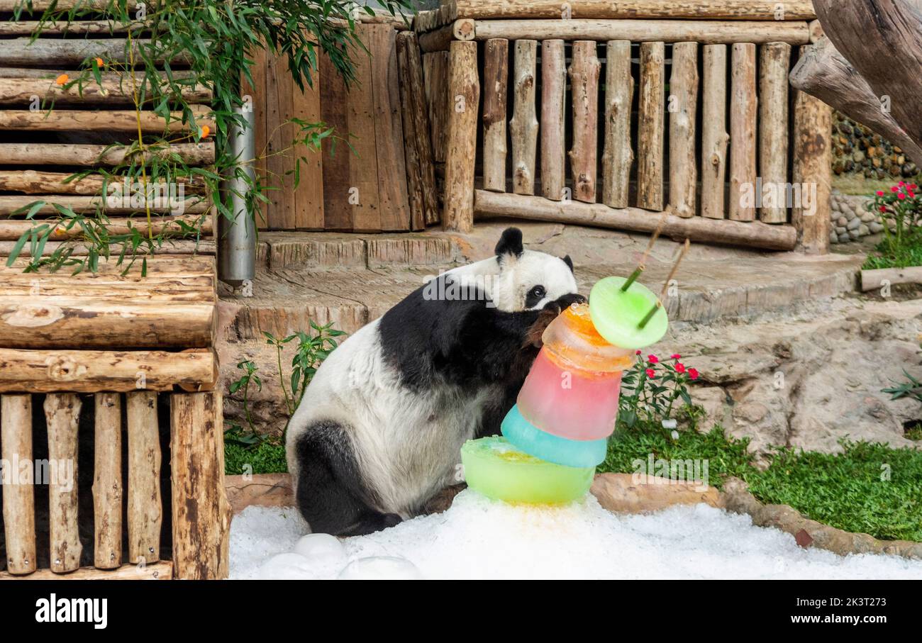 A Chinese giant female panda 'Lin Hui' bumps over her cake made of ...
