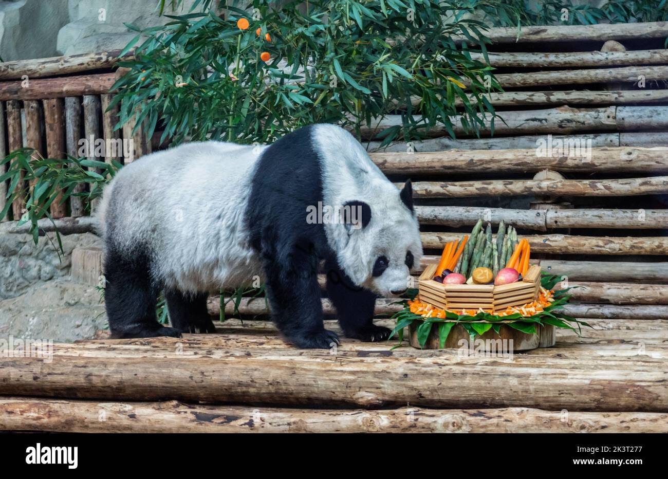 A Chinese giant female panda 'Lin Hui' is seen next to the basket of ...