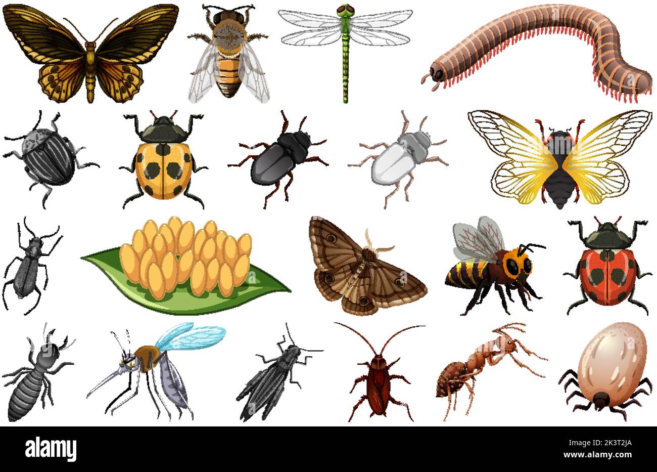 Different kinds of insects collection illustration Stock Vector Image ...