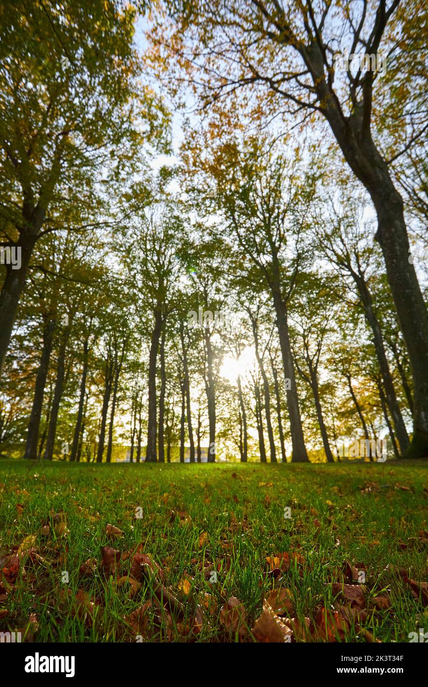 The green forest tress hi-res stock photography and images - Alamy