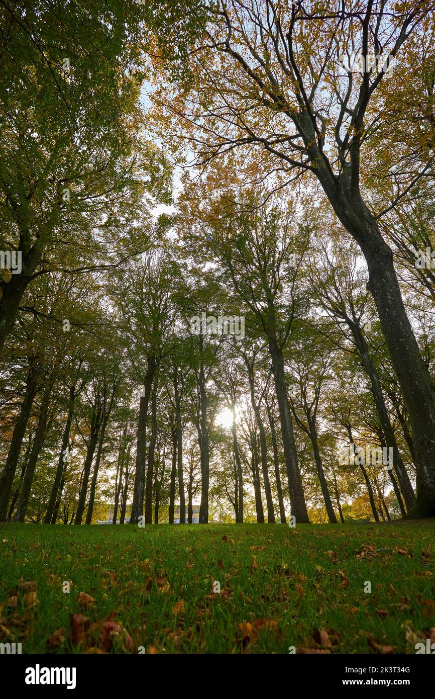 Tall tress and forest hi-res stock photography and images - Alamy