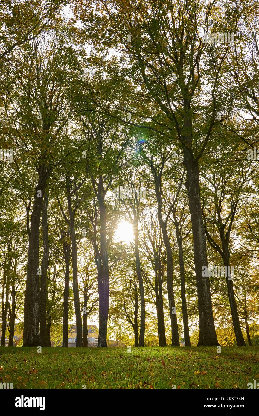 Tall tress and forest hi-res stock photography and images - Alamy