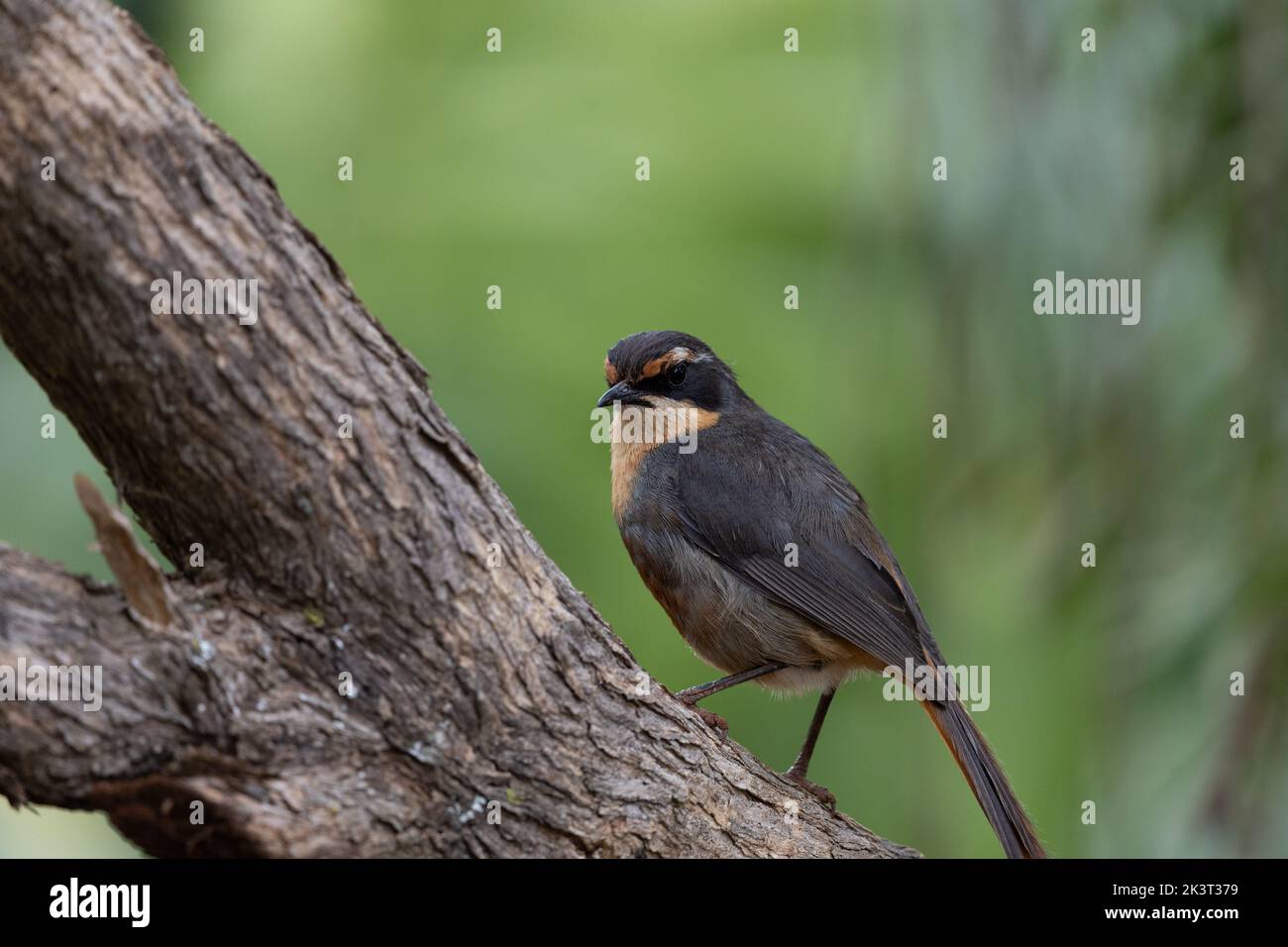 A Kenyan Cape-Robin Chat in Nyahururu Kenya Stock Photo - Alamy