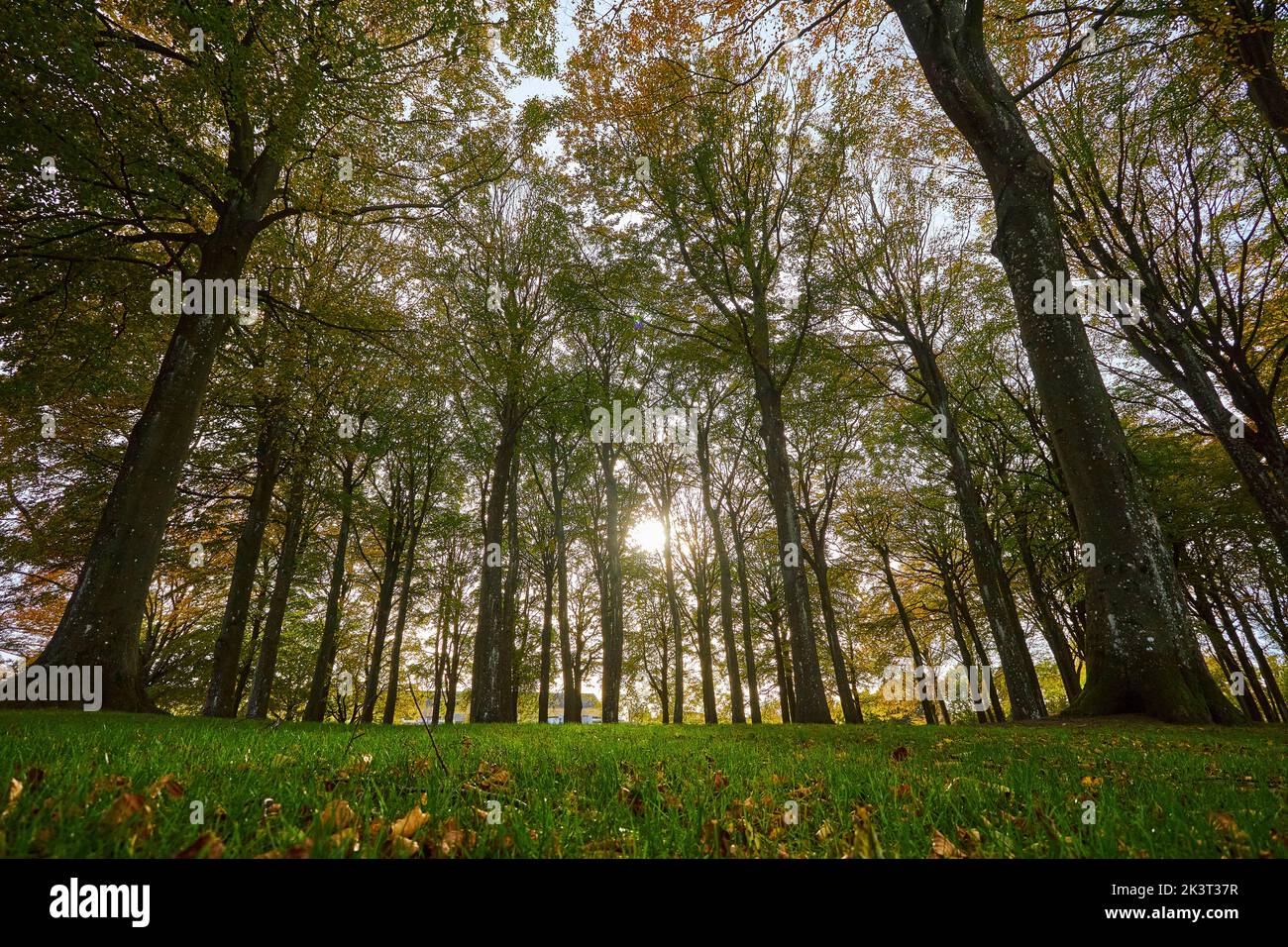tall and green tress in forest Stock Photo - Alamy