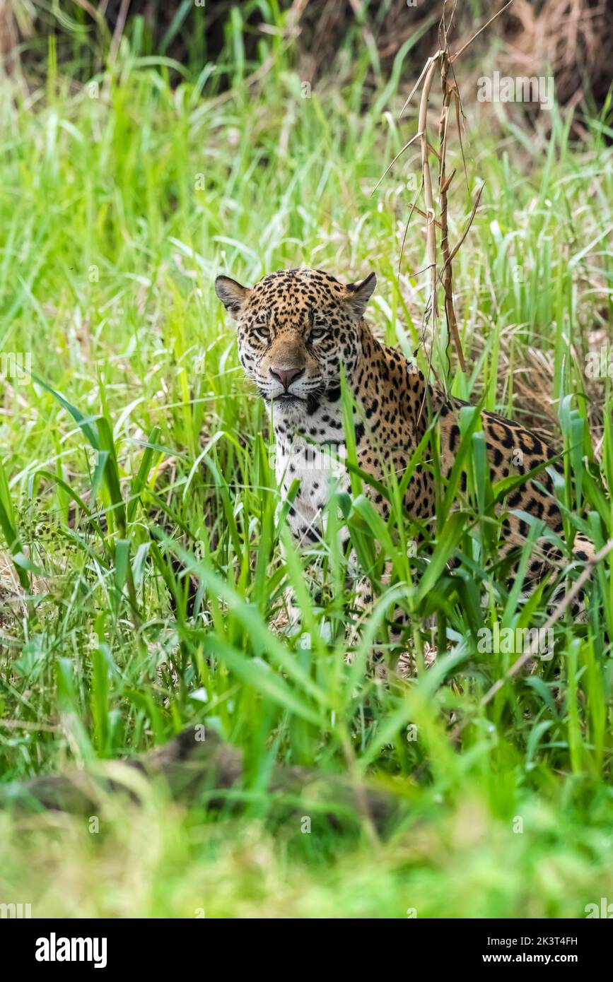 Panthera onca.Pantanal Brazil Stock Photo - Alamy